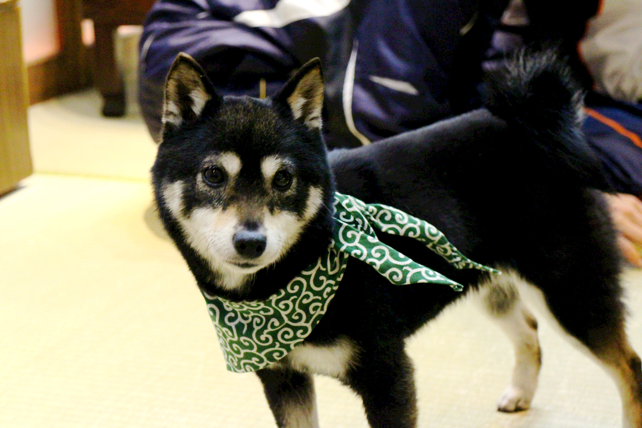 Mame Shiba Café in Kyoto - The Hangry Stories